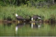 Campground Details - BUCK POND CAMPGROUND, NY - New York State Parks