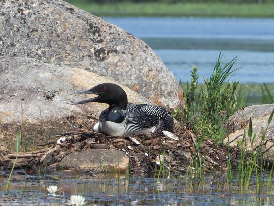 Campground Details - LAKE DURANT, NY - New York State Parks