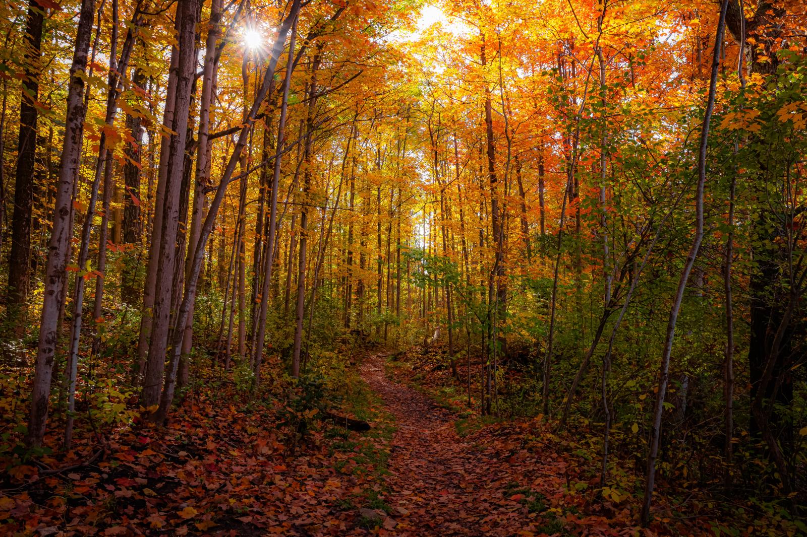 Campground Details - Chittenango Falls State Park, NY - New York State ...