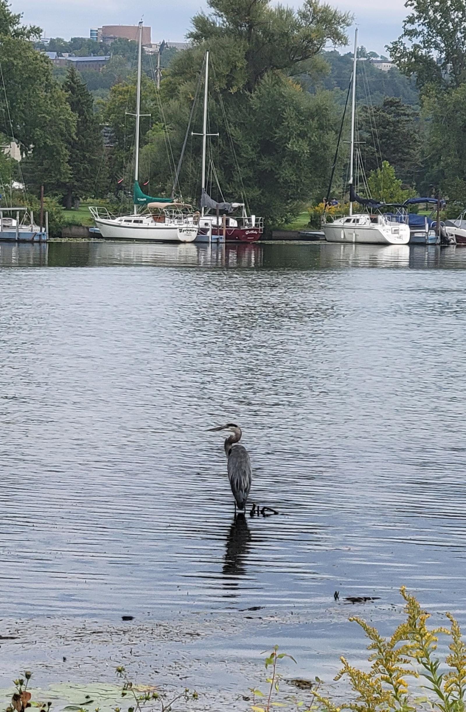 Campground Details - Allan H. Treman State Marine Park, NY - New York ...