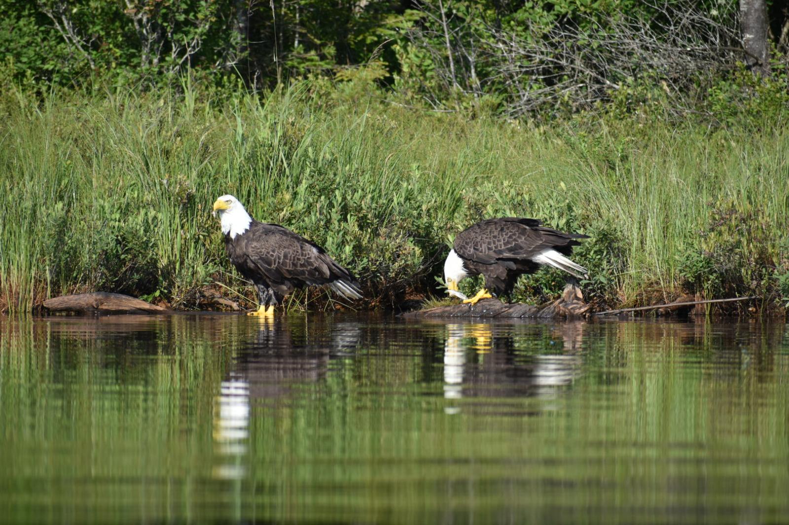 Campground Details - BUCK POND CAMPGROUND, NY - New York State Parks